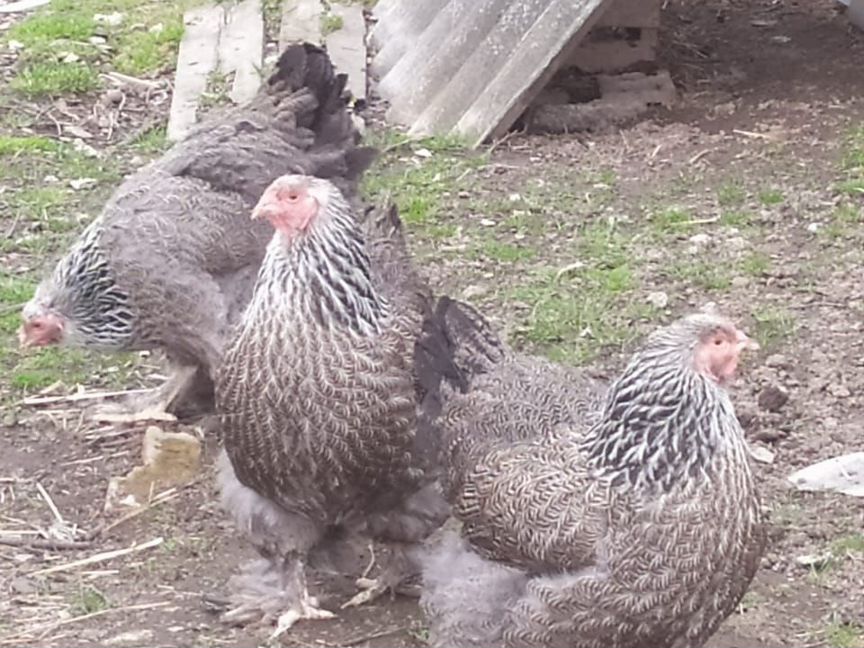 Брама темная