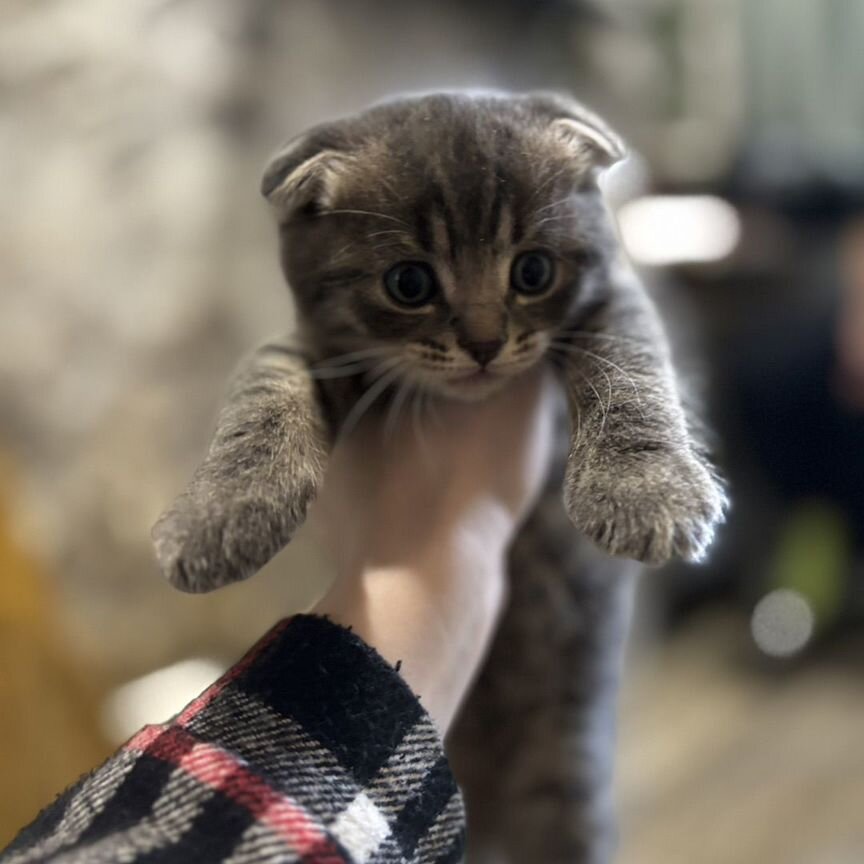 Шотландские вислоухие котята