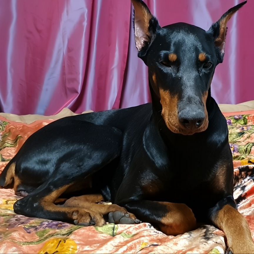 Доберман, взрослая собака