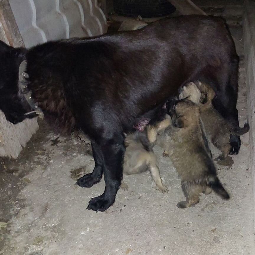 Отдам щенков от мамы Немки