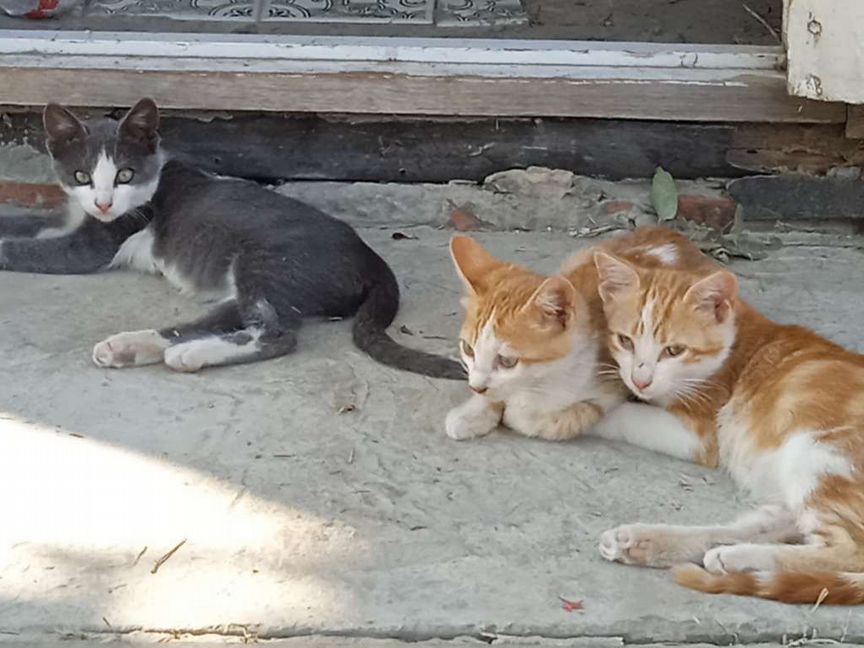 Котята в добрые руки бесплатно