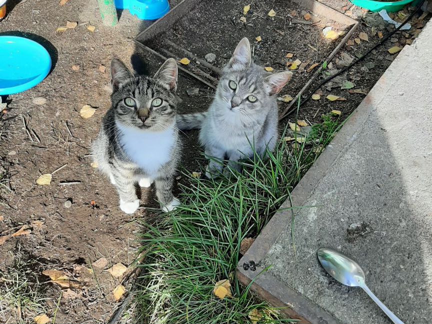 Котята в добрые руки бесплатно