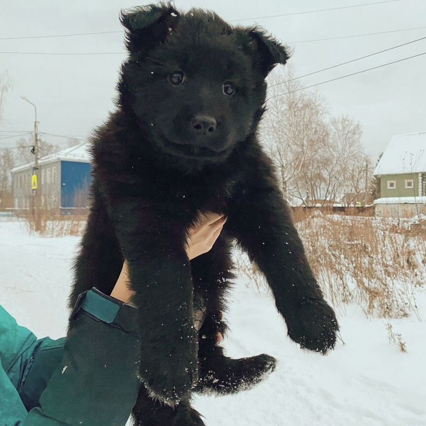 Пушистая девочка хочет домой