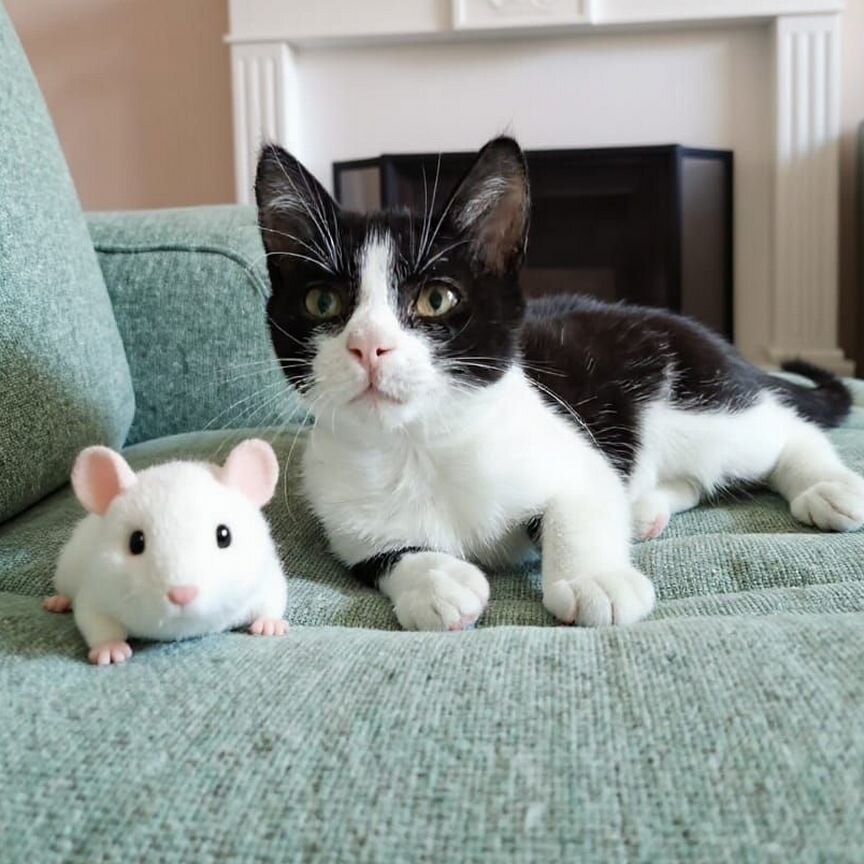 Котёнок в добрые руки