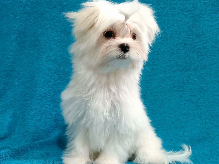 Мальтийская болонка