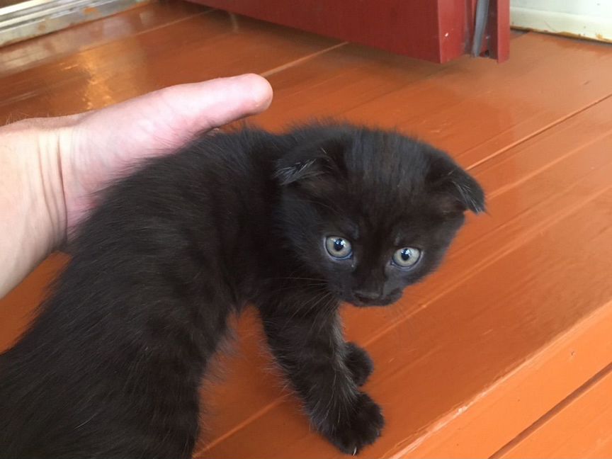 Шотладские котята