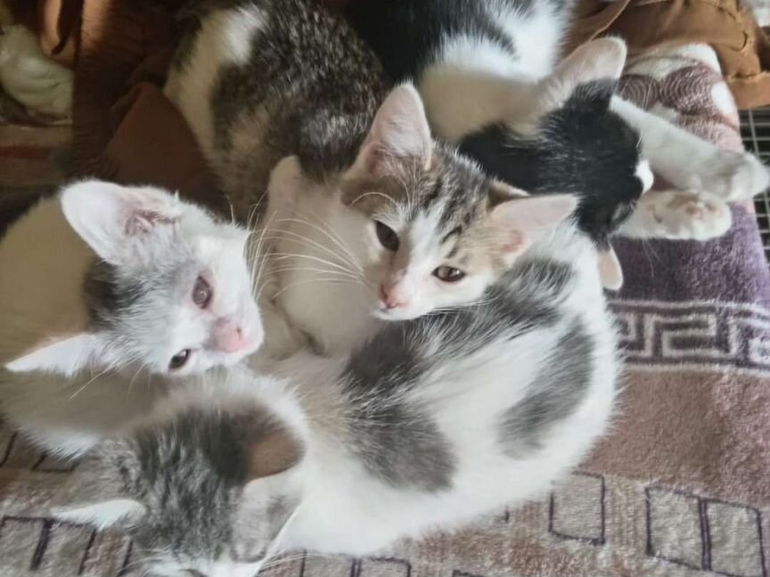 Милые котята в дар