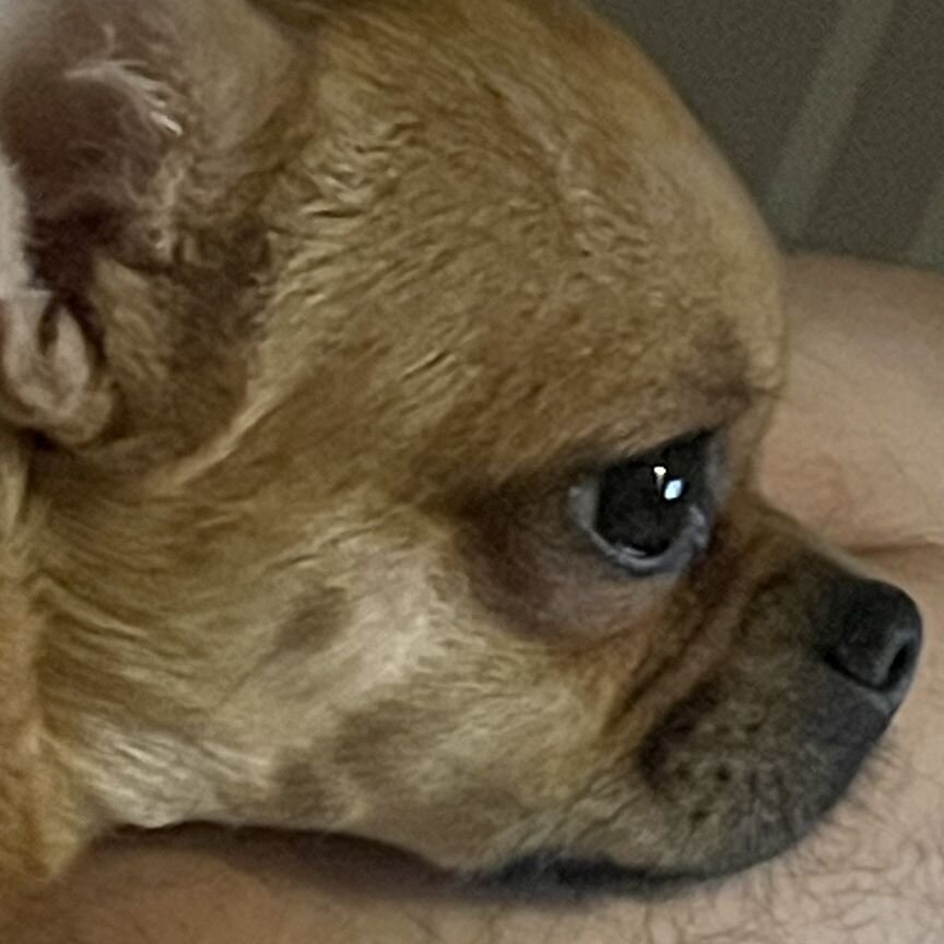 Чихуахуа кобель