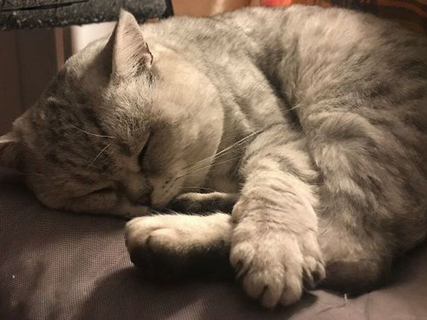 Шотландский кот
