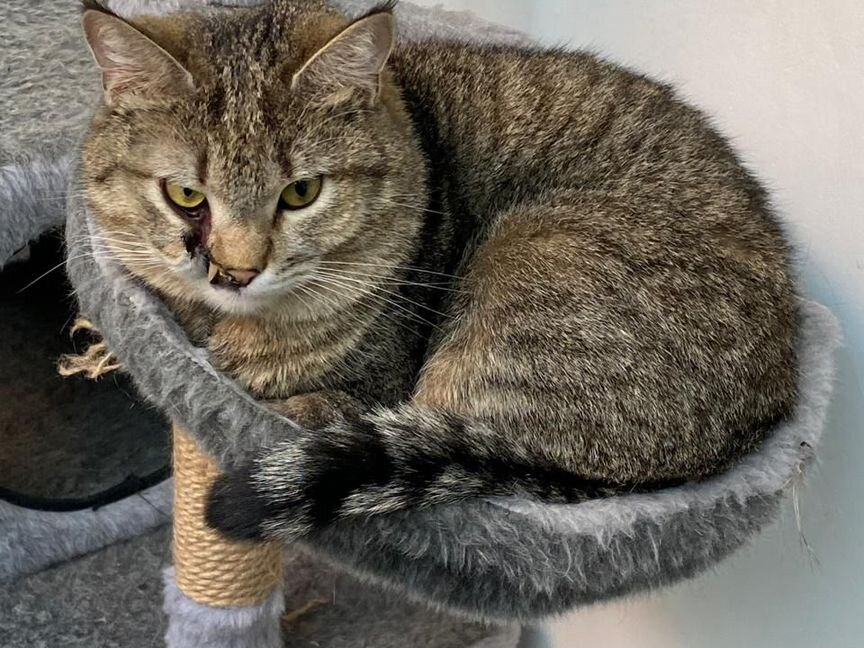 Мурка ищет дом