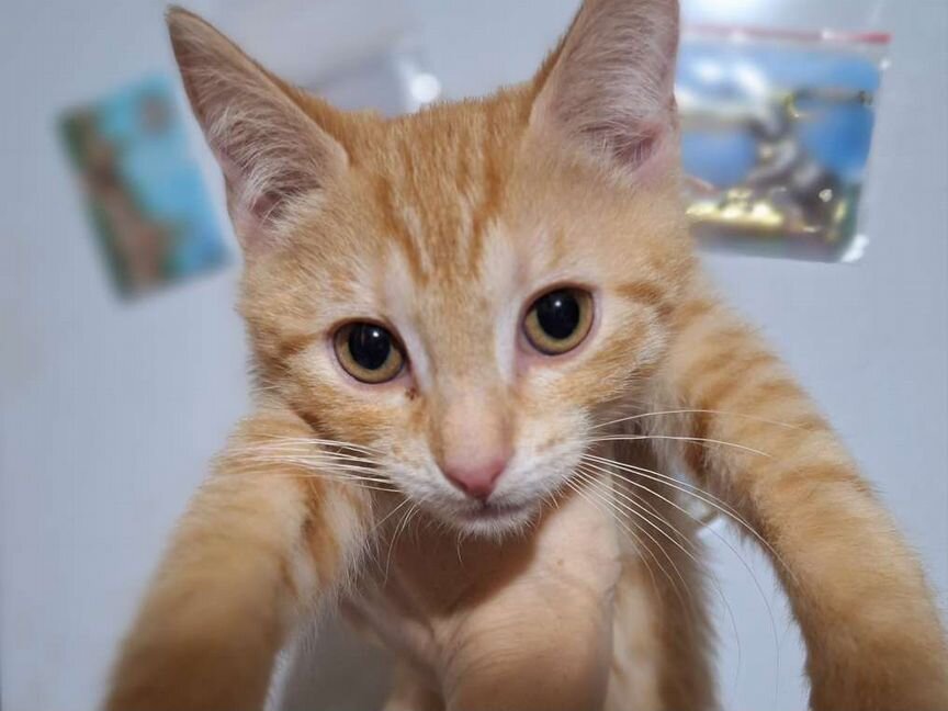 Грустный рыжик