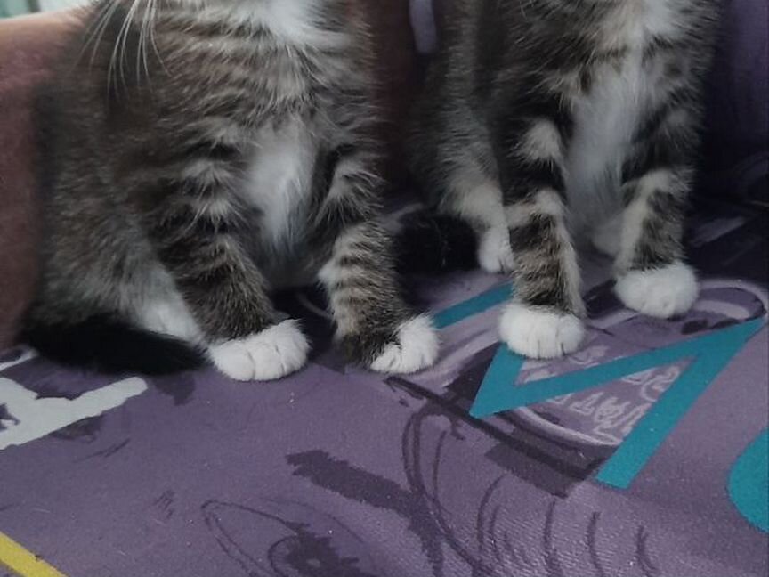 Котята мейн-кун метис