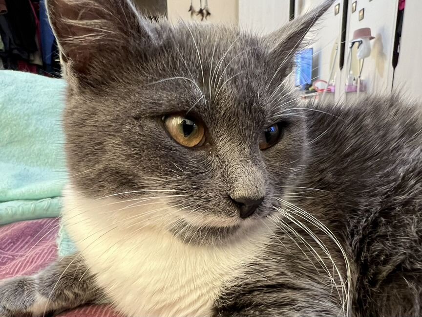 Кошка 6мес