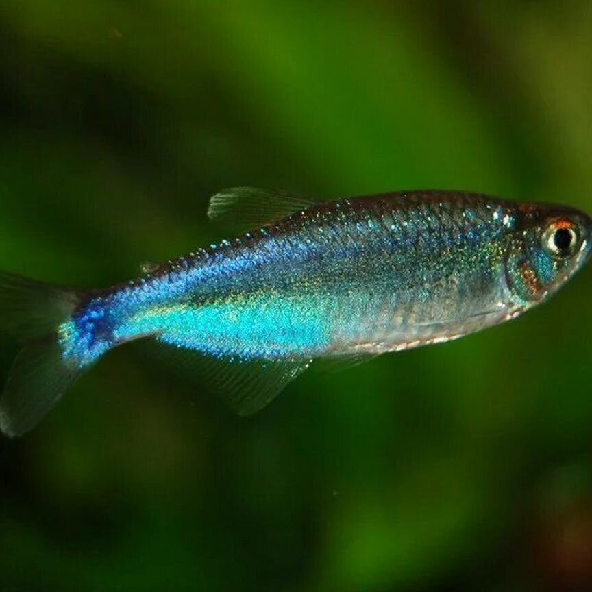 Тетра голубая - Blue Tetra