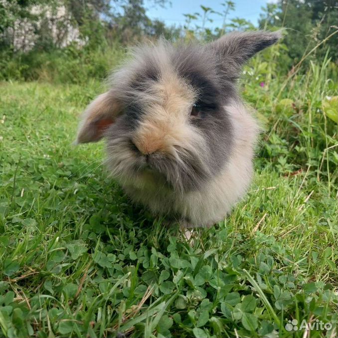 Кролик мальчик