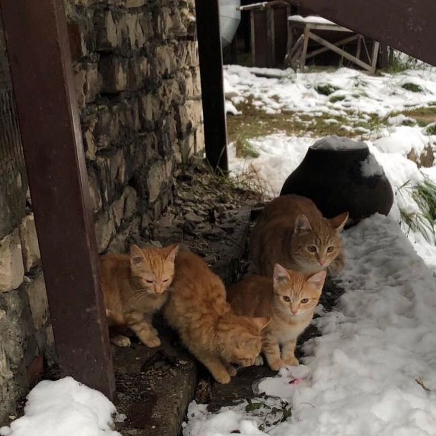 Котята