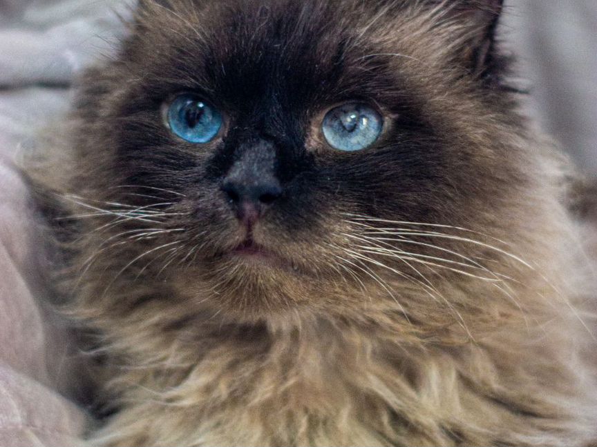 Котик Тайсон