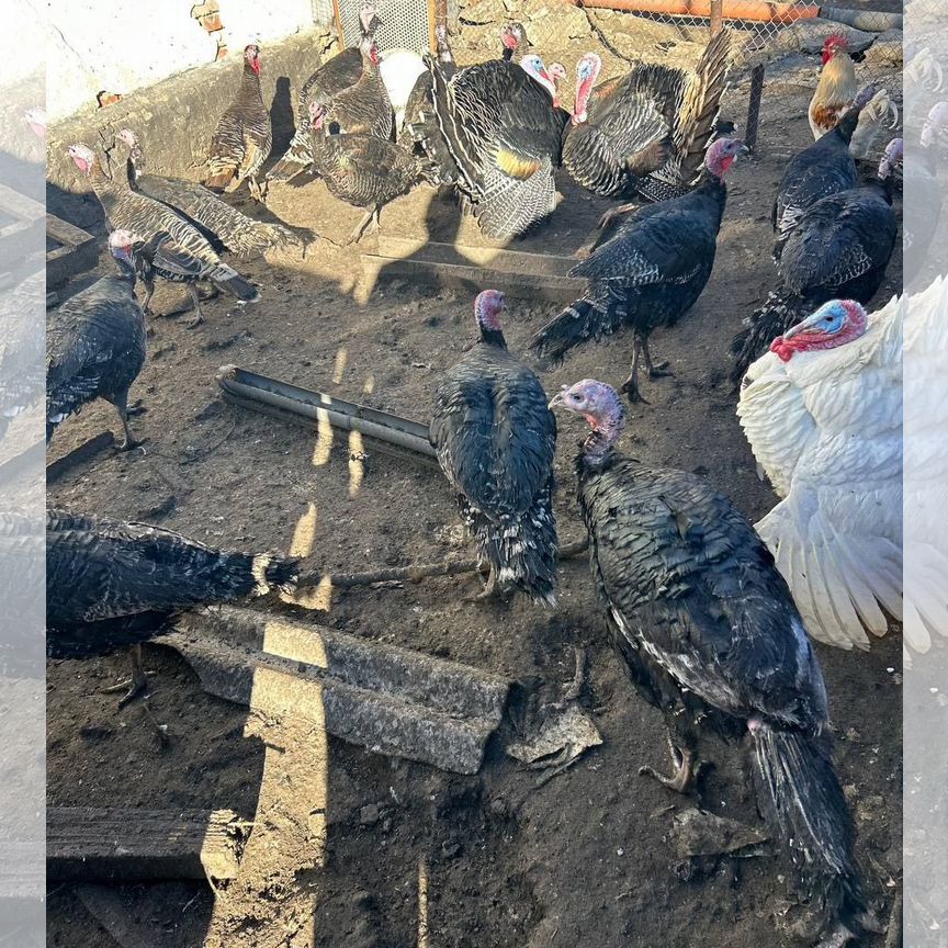 Индюки живым весом