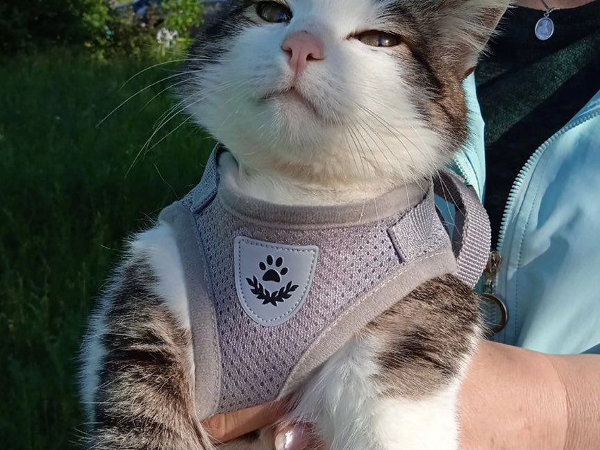 Котик нуждается в доме