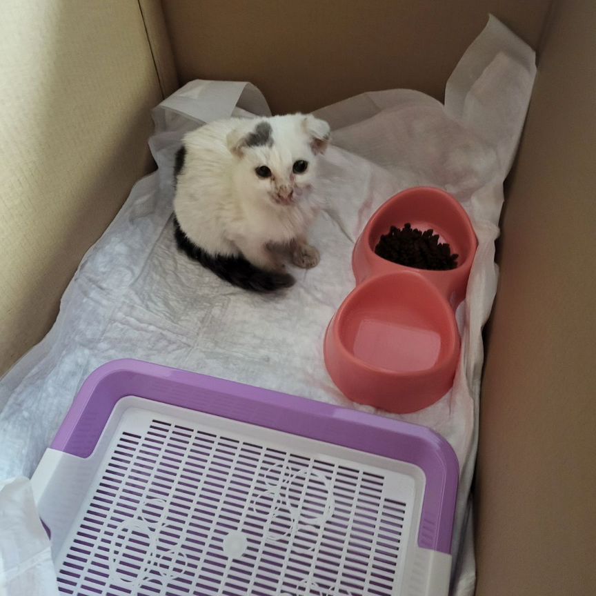 Пристройство кошек