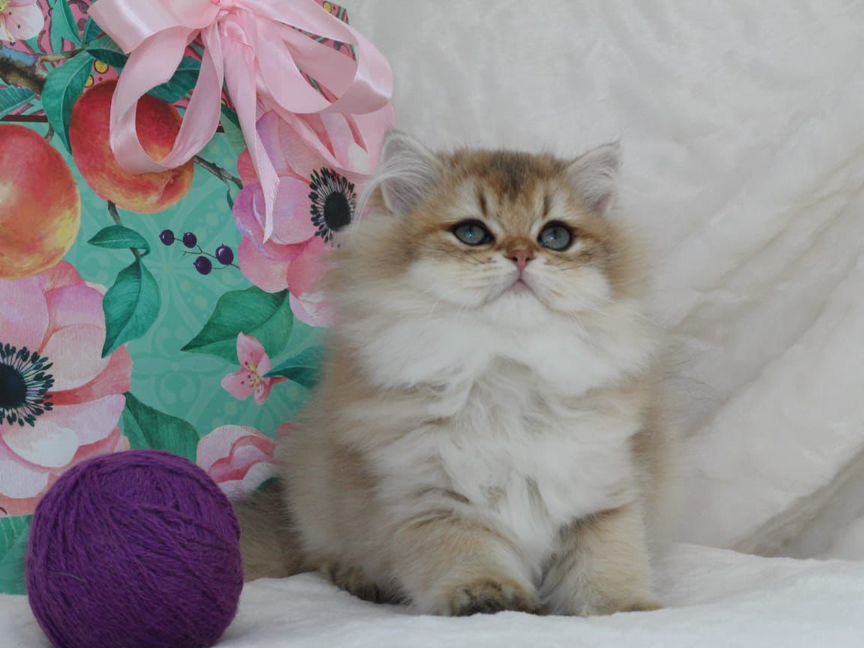 Британский котенок Луиджина