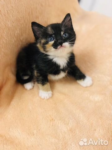 Котенок в добрые руки