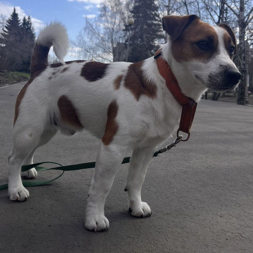 Джек-рассел-терьер, вязка