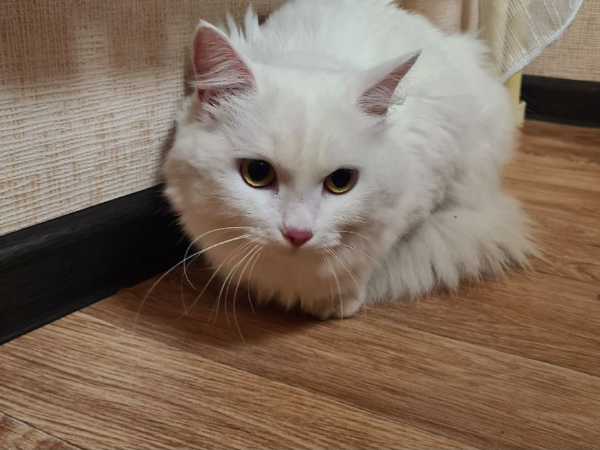 Кошка