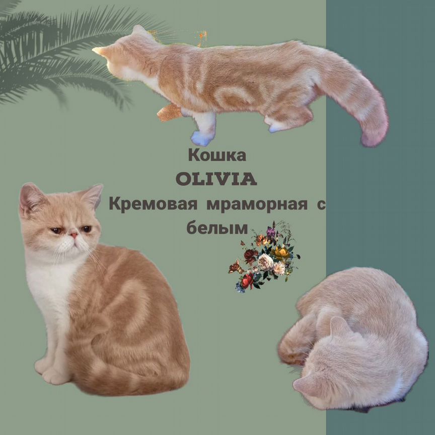 Котята экзоты