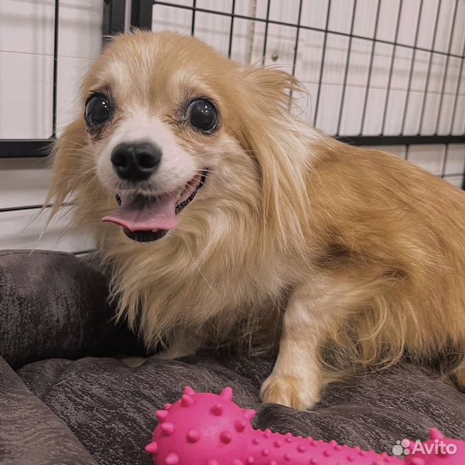 Барби в добрые руки