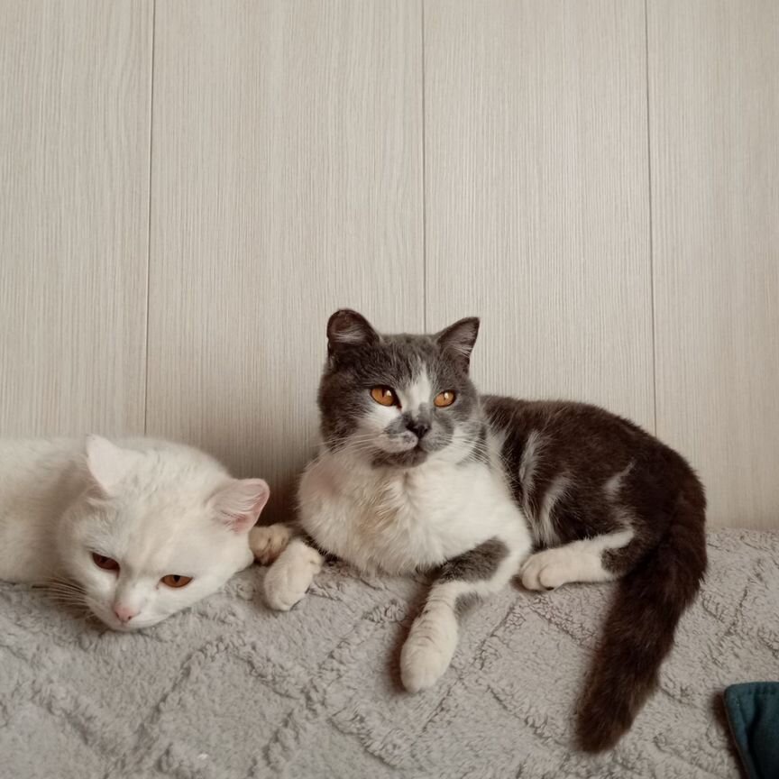 Британская короткошёрстная, взрослая кошка