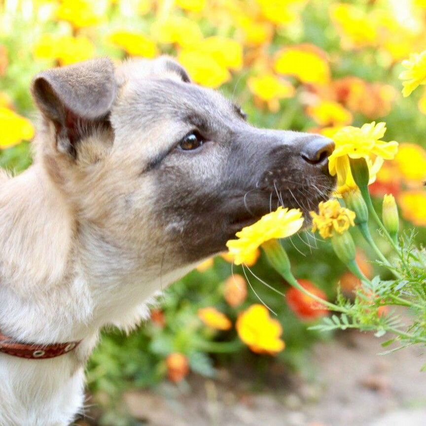 Щенок в добрые руки бесплатно