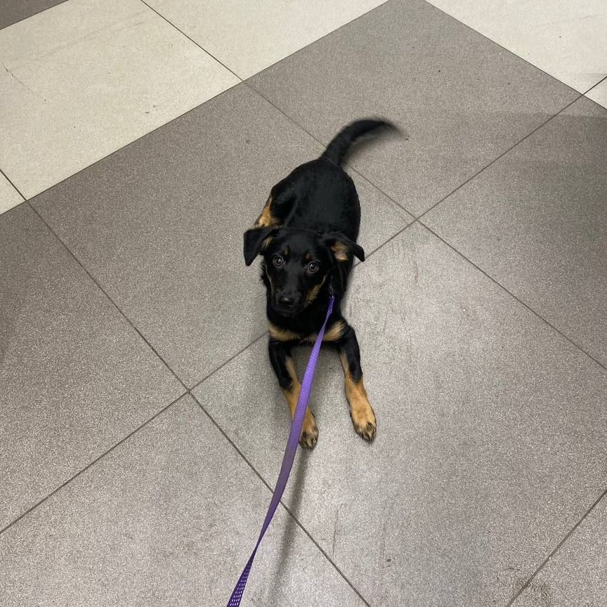 Собака бесплатно