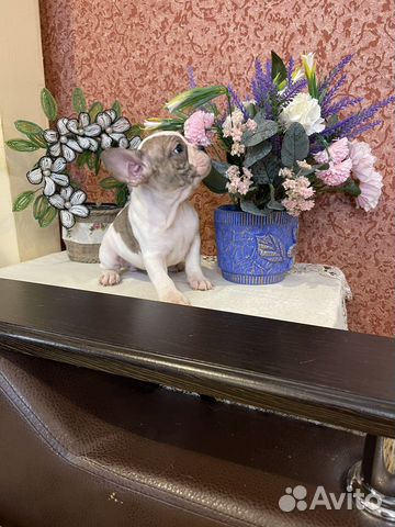 Голубоглазка