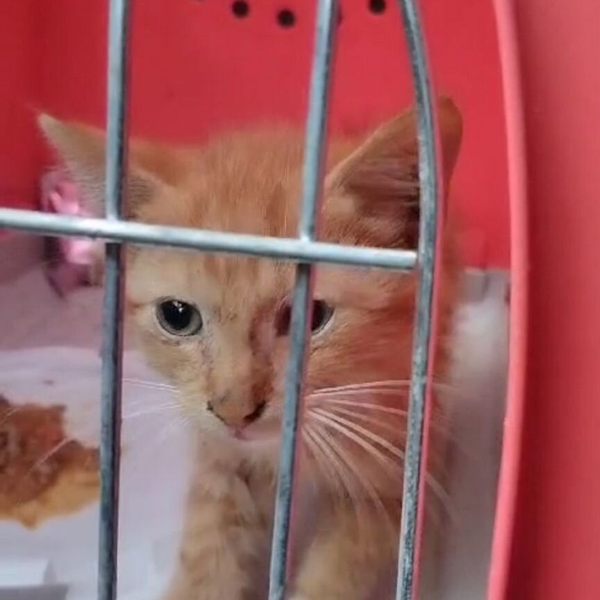 Отдают даром рыженького котёночка