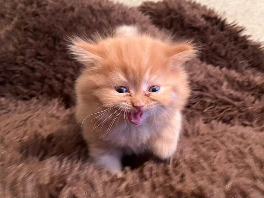 Британские котята