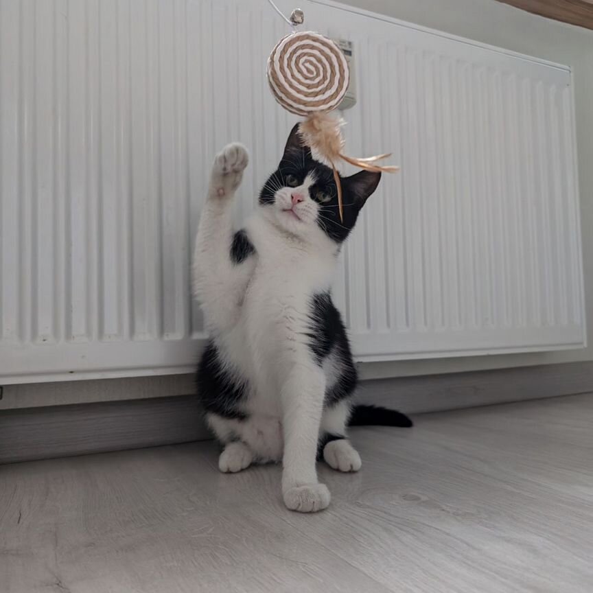 Котенок девочка