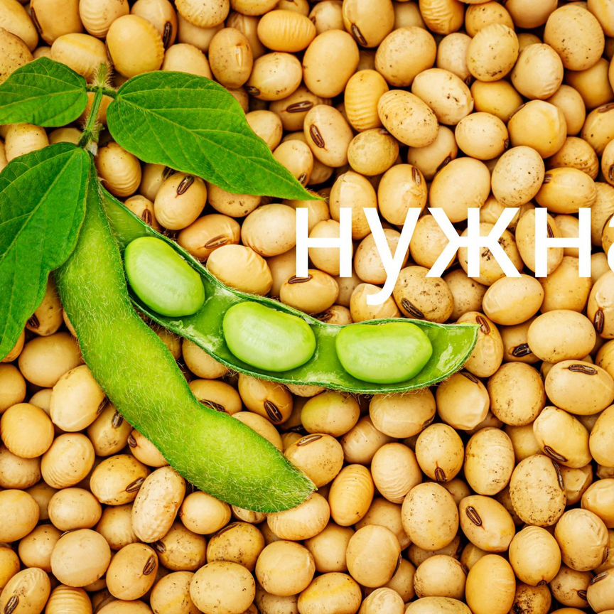 Соя бобы