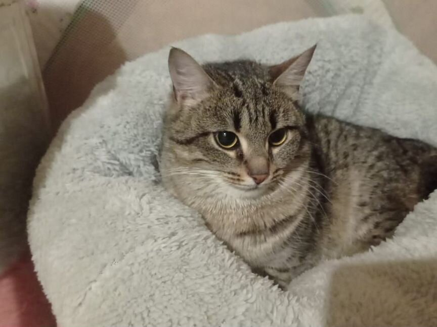 Кошка в добрые руки. Пристрой брошенных животных