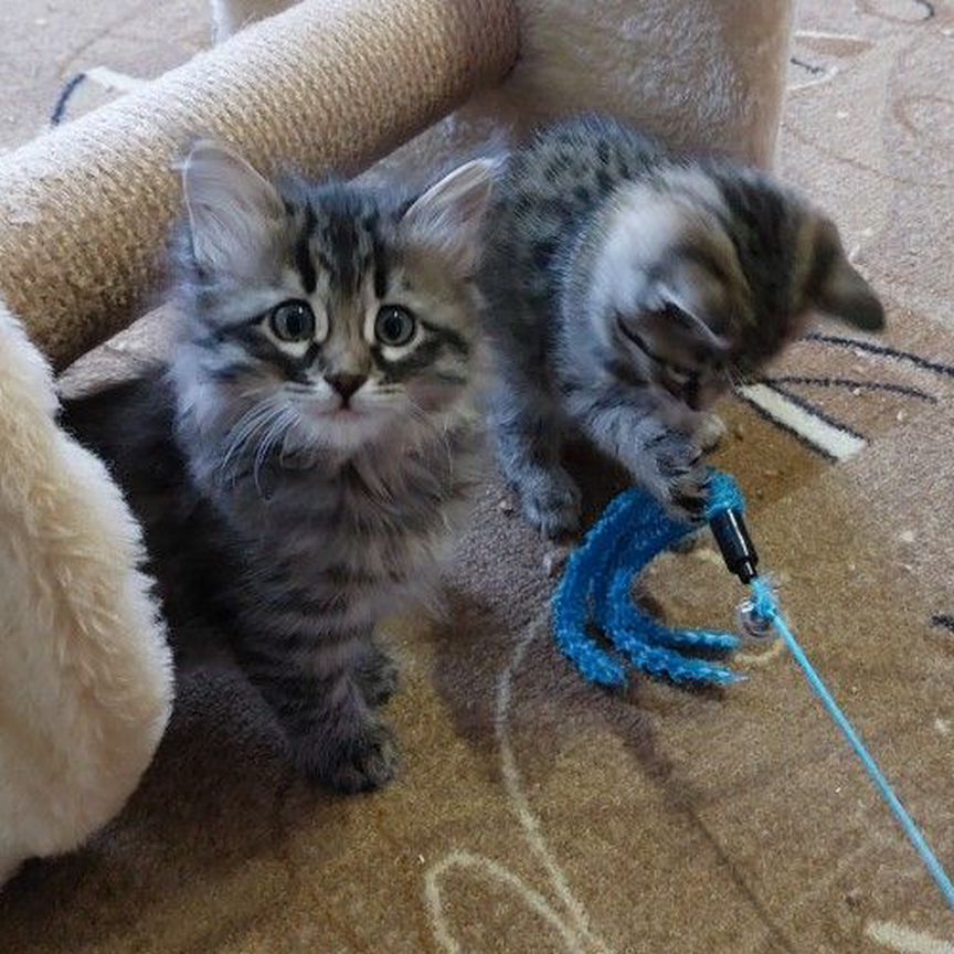 Бенгальские котята