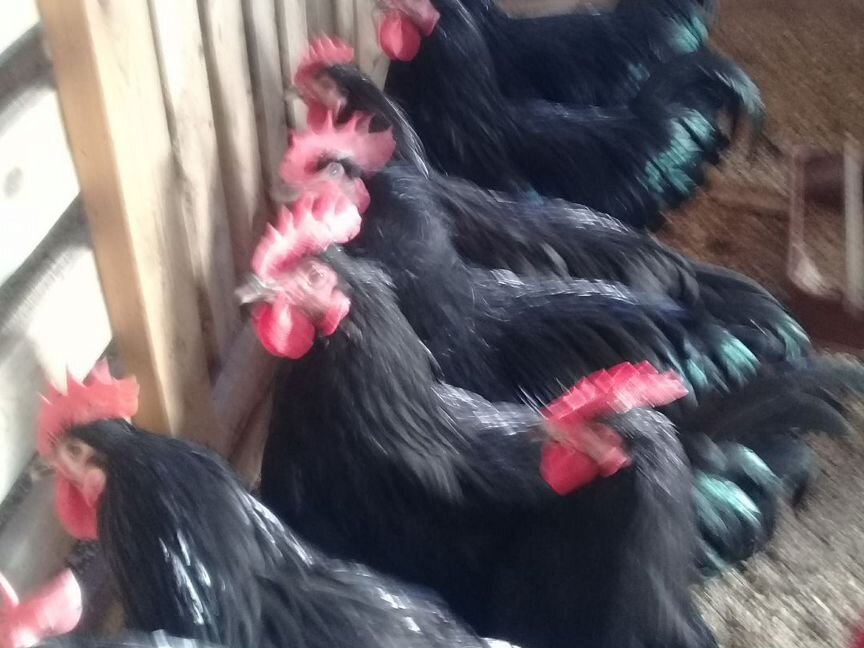 Джерсийскиий гигант- мясояичная порода