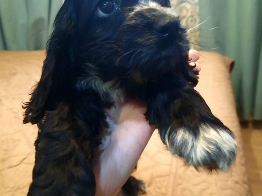 Щенки русского спаниеля