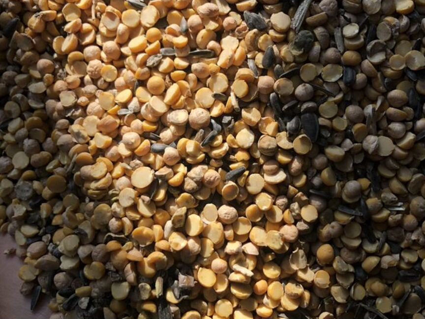 Нут фуражный. Отходы нута