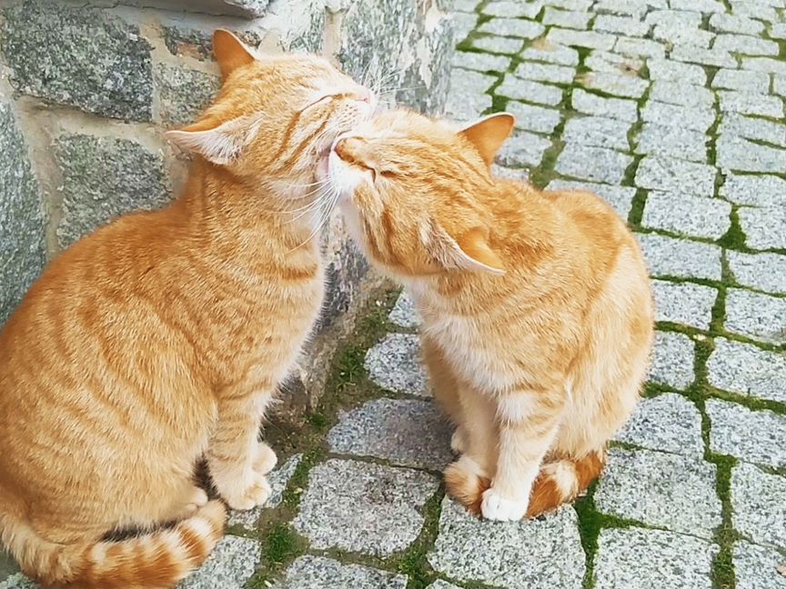 Кошка в добрые руки