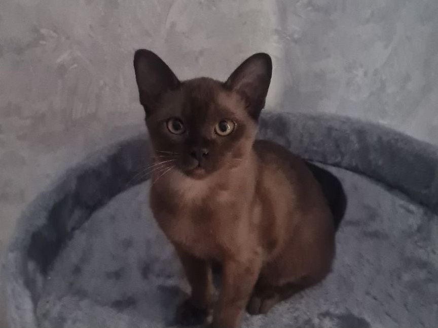 Бурманский котенок