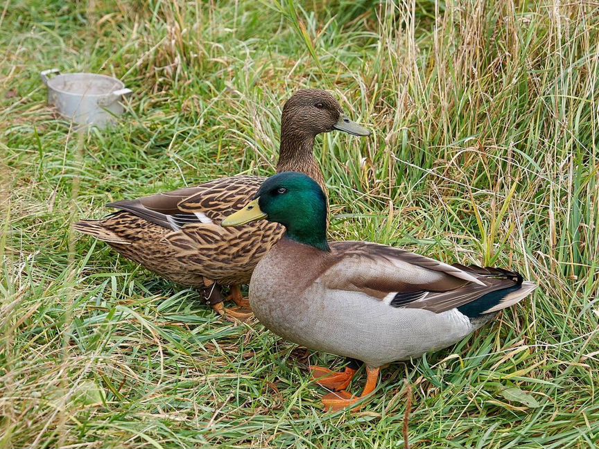 Продам подсадных уток