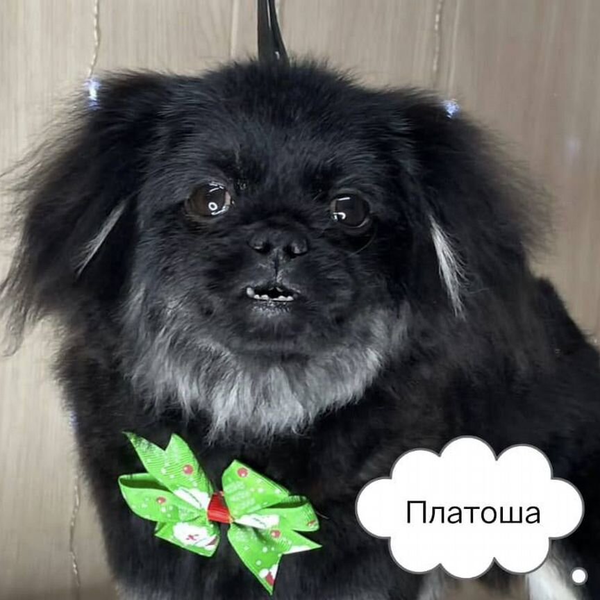 Щенок в добрые руки бесплатно маленькая порода