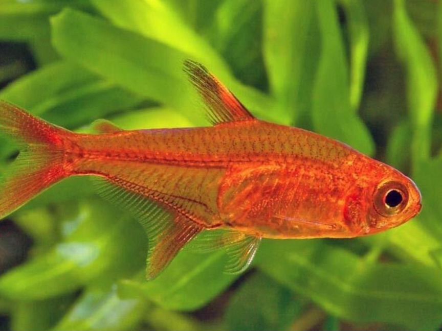 Тетра Аманда