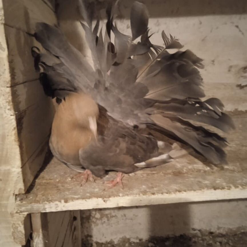 Голуби павлины