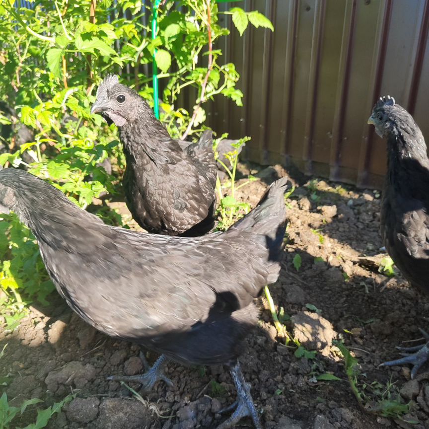 Петухи Уханьилюй